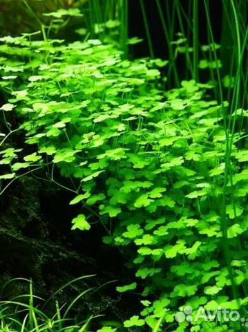 Аквариумное растение