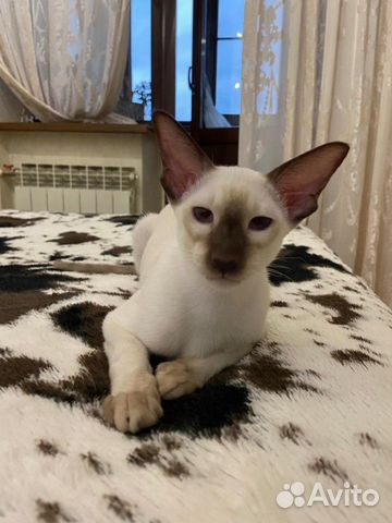 Ориентальная прекрасная