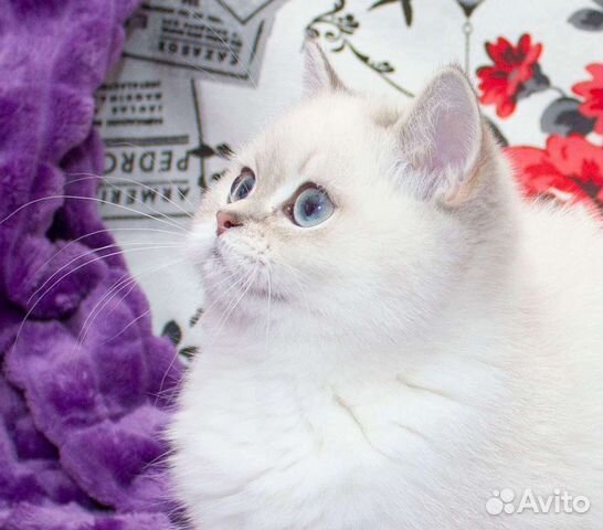 Котик. Голубое золото. Британец