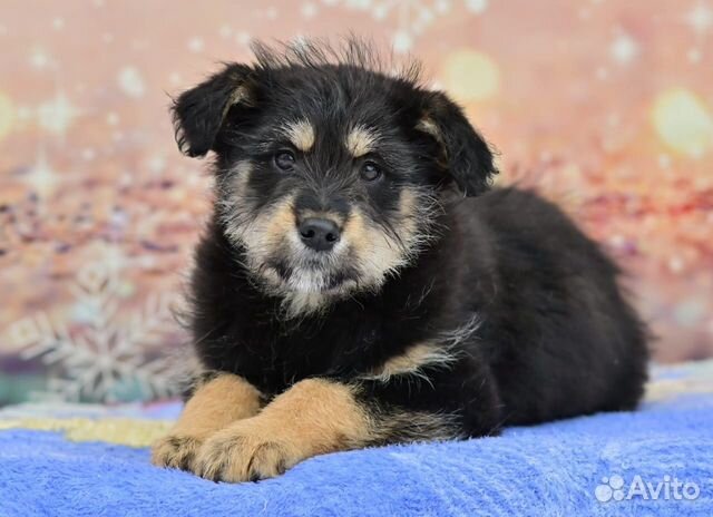 Щенок (мальчик, 2.5 месяца) в дар