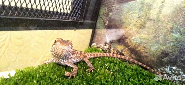 Бородатая агама с террариумом