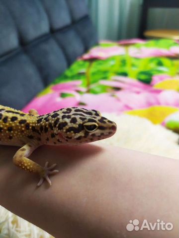Геккон эублефар