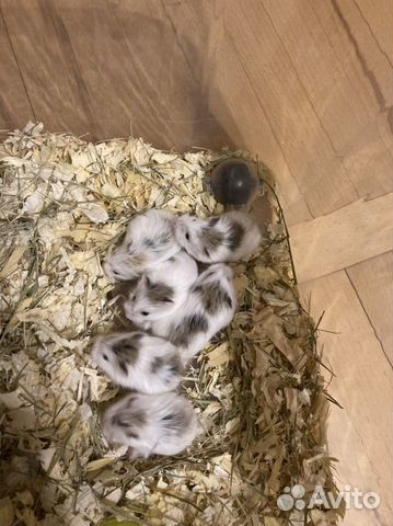 Хомячки Роборовского