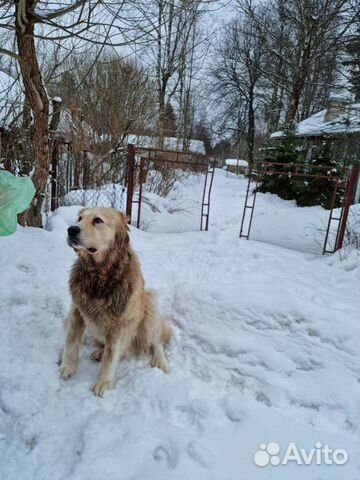 Алабаю очень нужна помощь