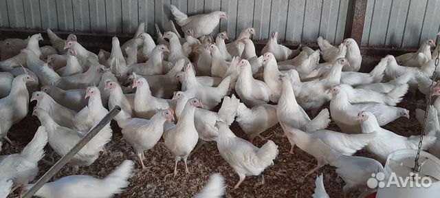 Куры несушки(леггорны)