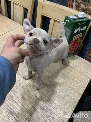 Чихуахуа белокремовый Зайка