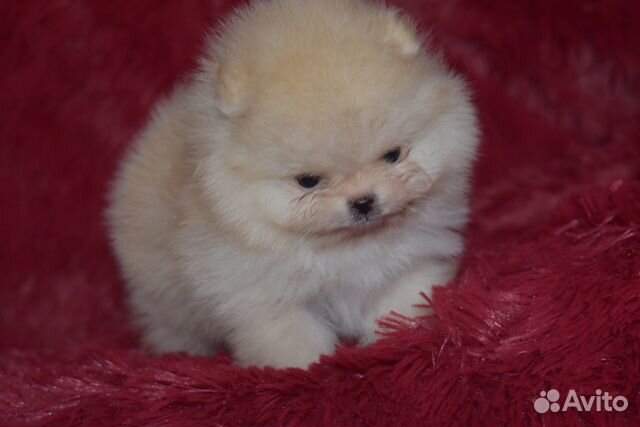 Шпиц - просто супер сказка