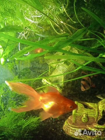 Золотая рыбка