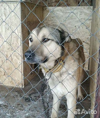 Собаки бесплатно в добрые руки