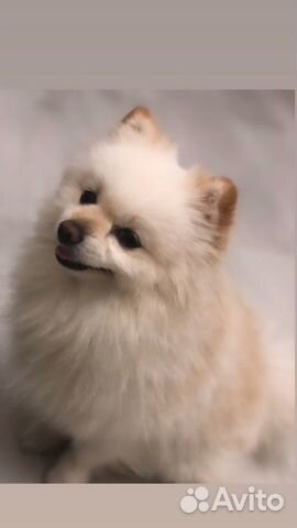 Померанский шпиц вязка кобель