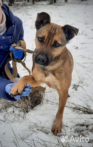 Шикарная молодая собачка Эльба в добрые руки