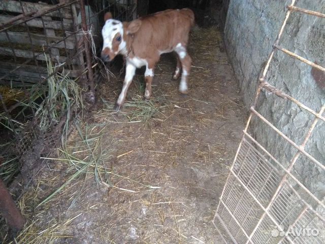 Продается тёлочка