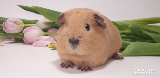 Морские свинки california