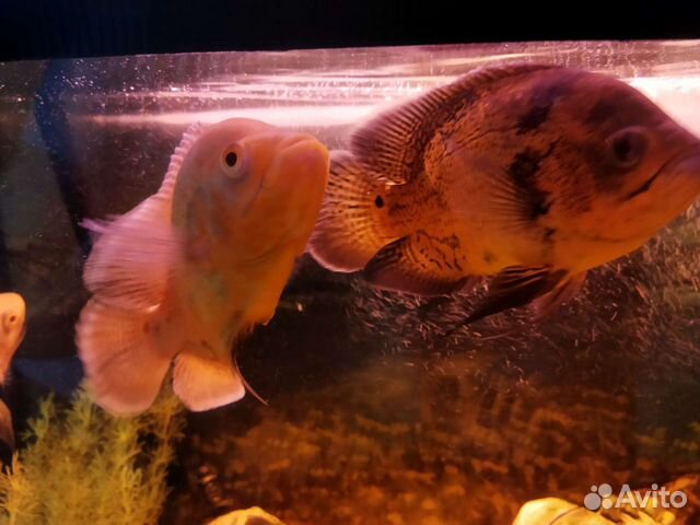 Аквариумные рыбки