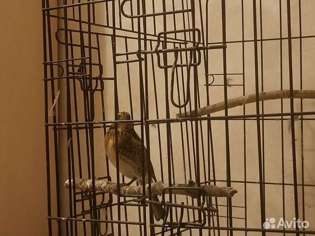 Дрозд рябинник