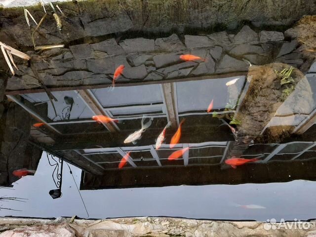 Рыбки уличные