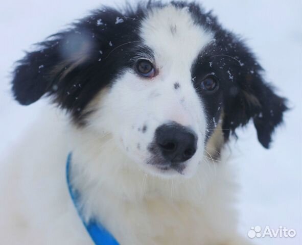 Веселый Бим