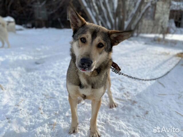 Классный пёс Серёга ищет дом