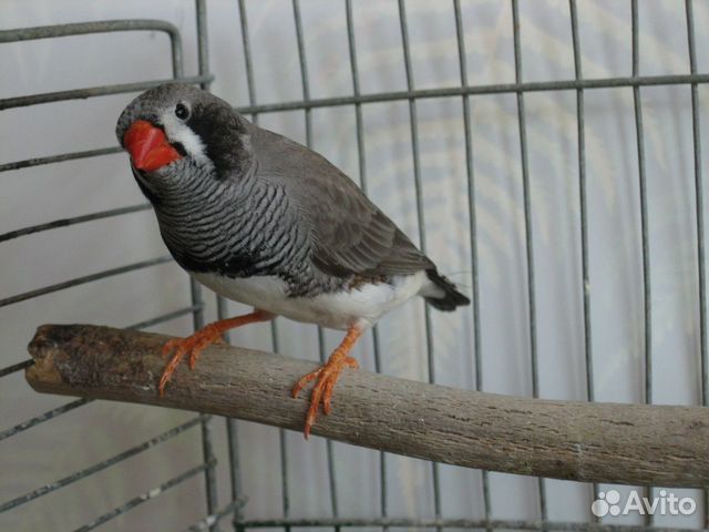 Чернощёкий зебровый амадин