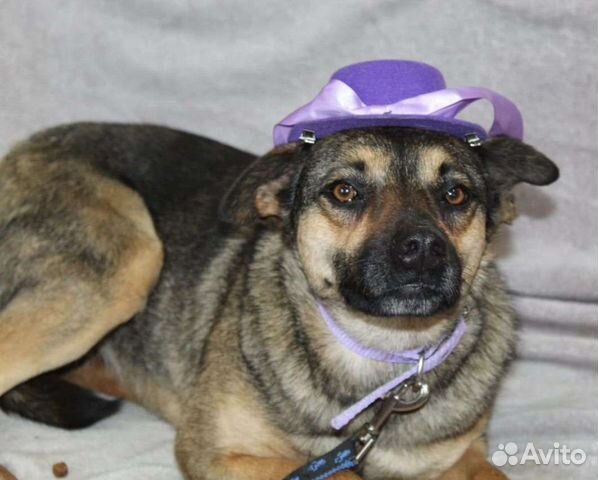 Овчарки метис. Не крупная