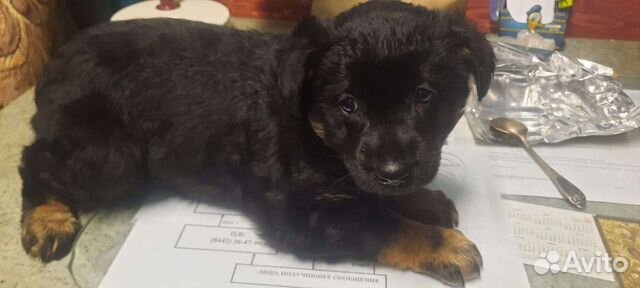 Щенок в добрые руки