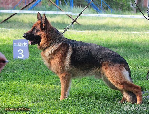 Щенки немецкой овчарки с документами