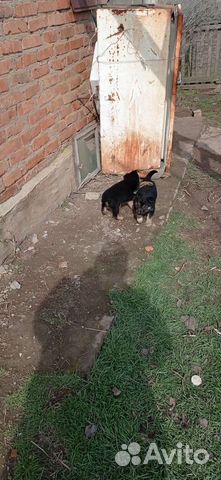 Пастушья собака