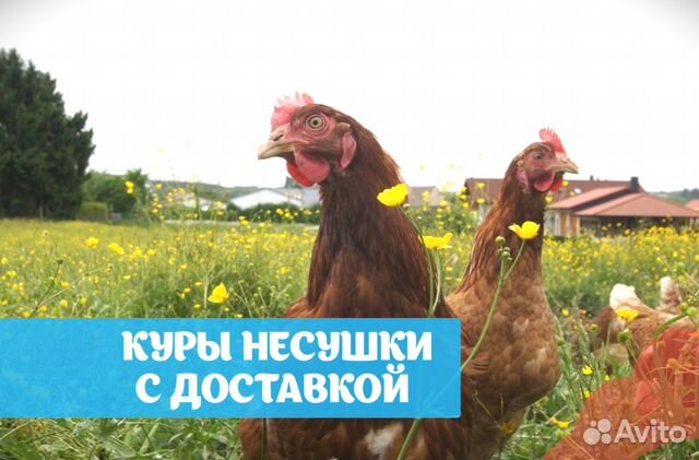 Куры несушки