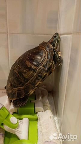Черепаха бесплатно