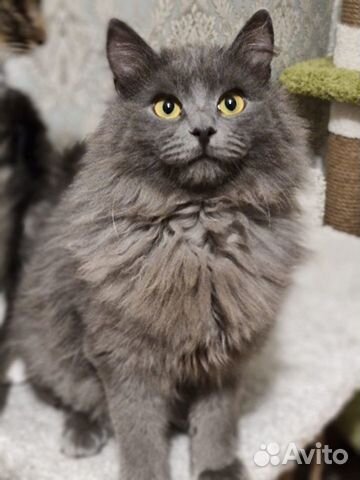 Котёнок русская голубая Длинношерстная