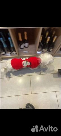 Кто потерял пуделя