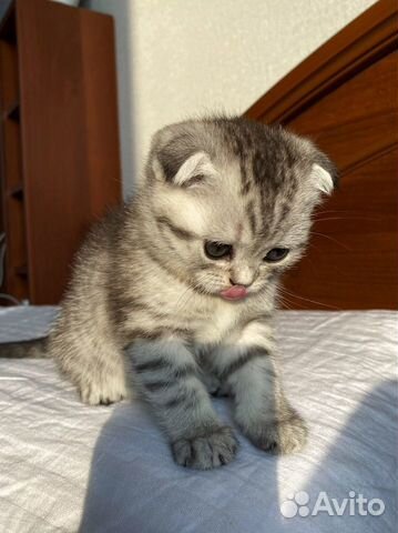 Шотландская вислоухая малышка