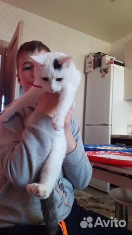 Кот