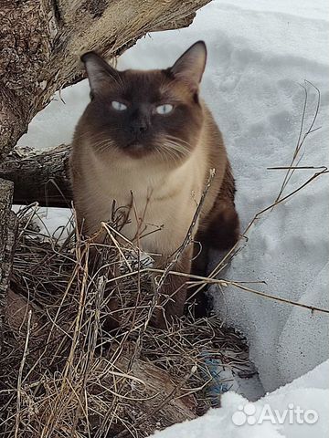 Вязка Тайский кот