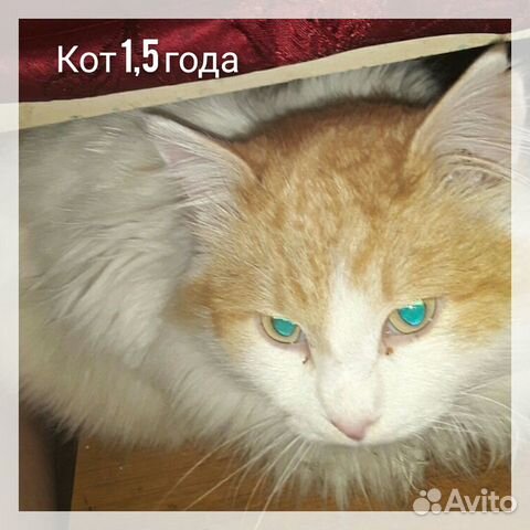 Кошки бесплатно