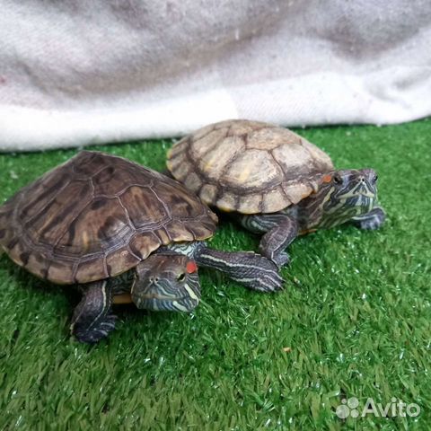 Красноухая черепаха