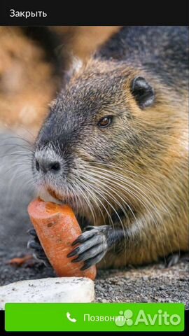 Нутрии щенки