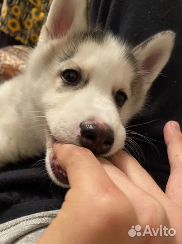 Сибирский хаски