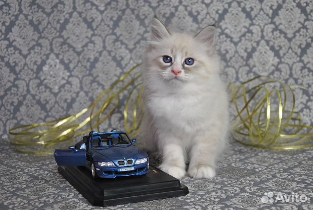 Невские Маскарадный котенок Валдай