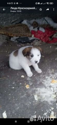 Щенки метисы в дар
