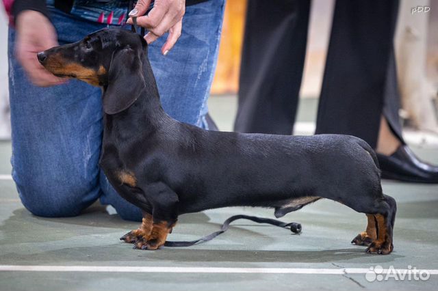 Такса мин гш