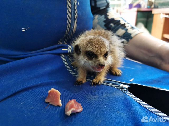 Сурикат малыш