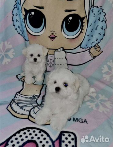 Щенки мальтезе мини