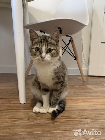 Котенок