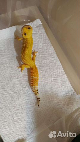 Эублефар Sunglow самка