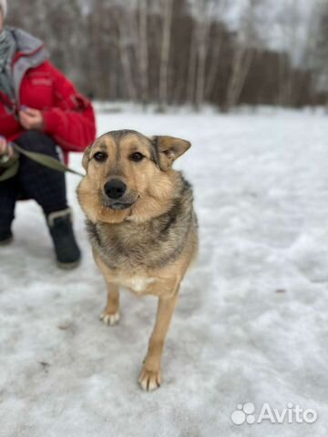 Маленькой собачке нужно скорее покинуть приют