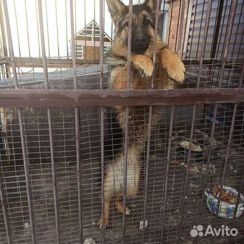 Немецкая овчарка