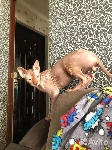 Канадский сфинкс