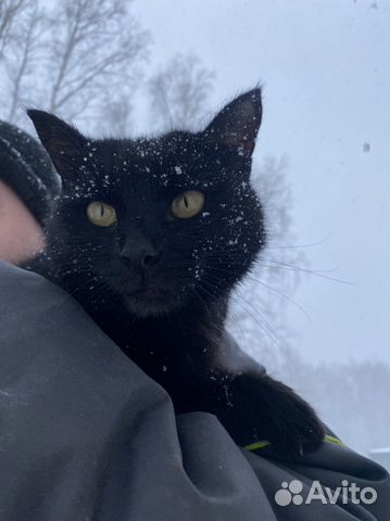 Кошка