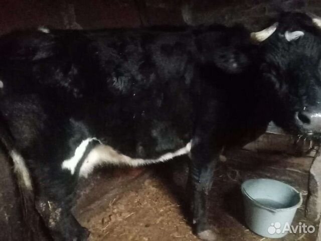 Корова дойная+бычёк
